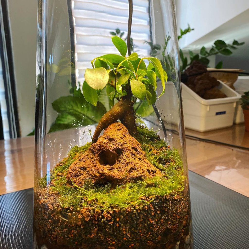 Cómo hacer un terrario cerrado y autosuficiente - Página 14 de 65 ...